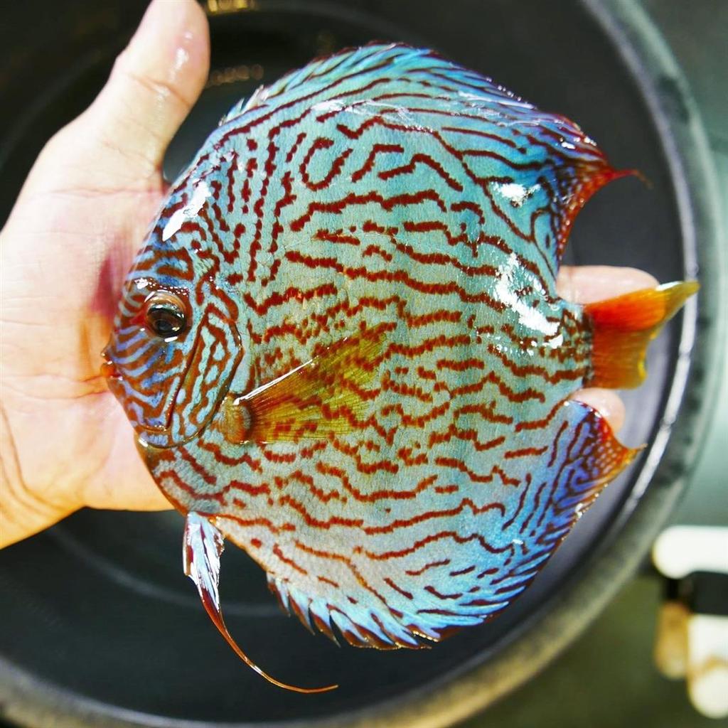 High Bodied Brilliant Blue Turquoise Discus | Discus.com