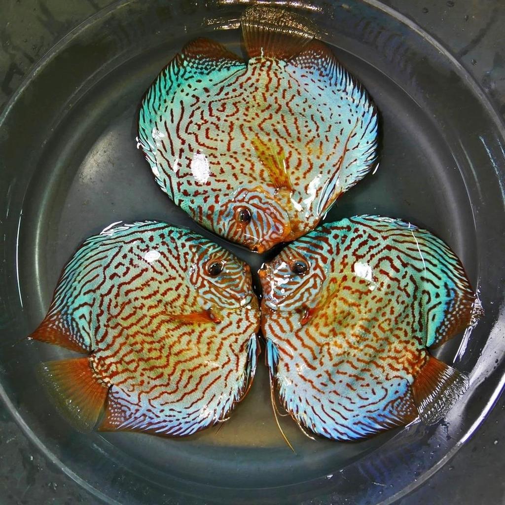 High Bodied Brilliant Blue Turquoise Discus | Discus.com