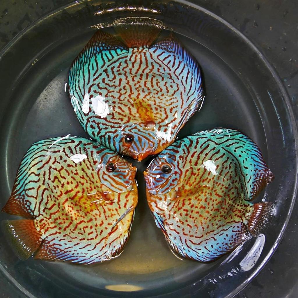 High Bodied Brilliant Blue Turquoise Discus | Discus.com