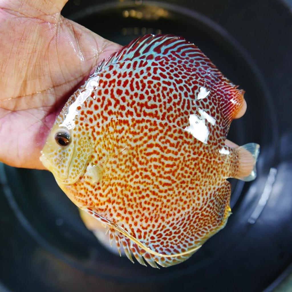 Penang Eruption Discus, Yellow Base | Discus.com