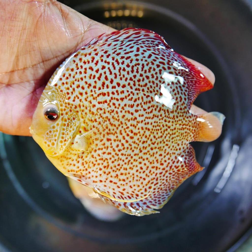 Penang Eruption Discus, Yellow Base | Discus.com