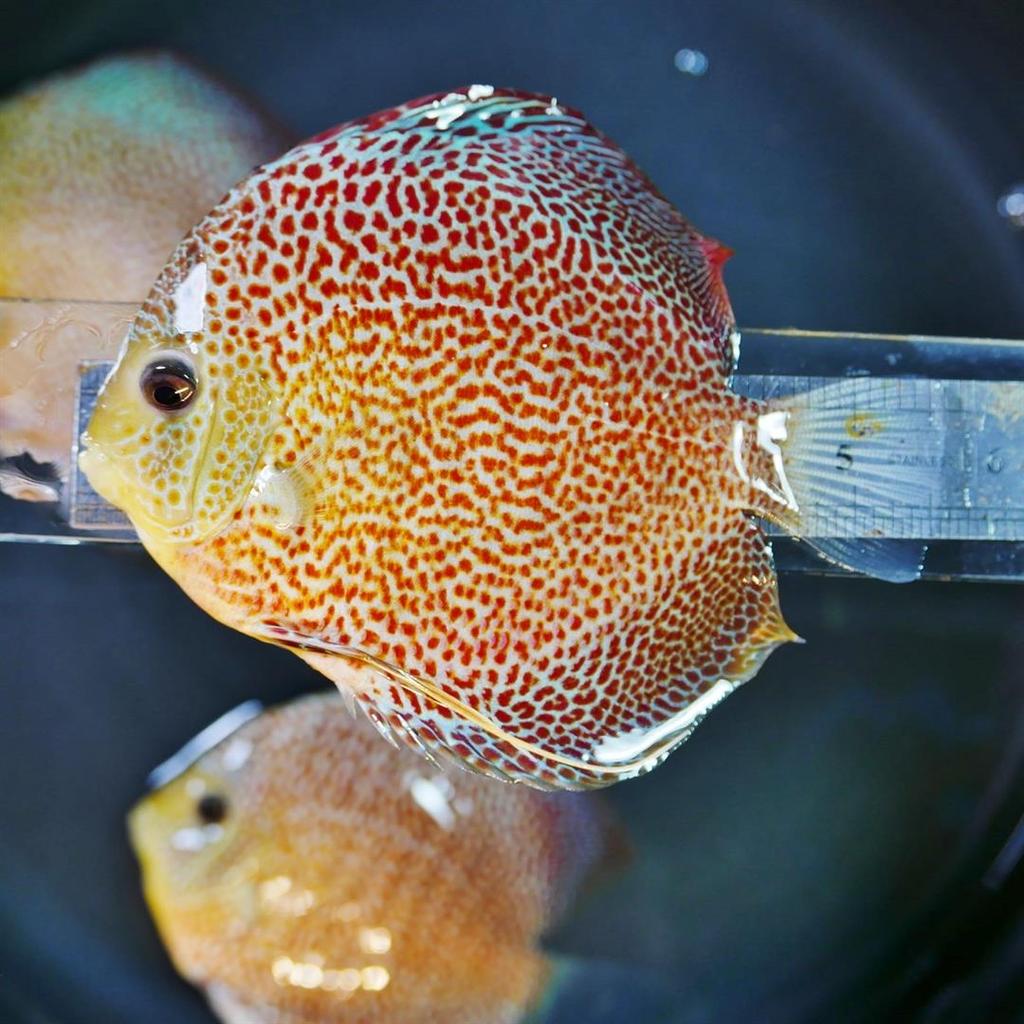 Penang Eruption Discus, Yellow Base | Discus.com