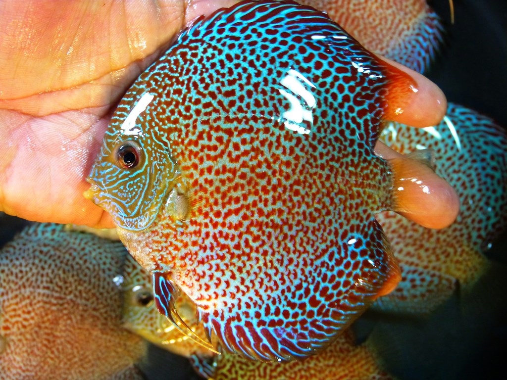 Super Eruption Discus, Blue Base | Discus.com