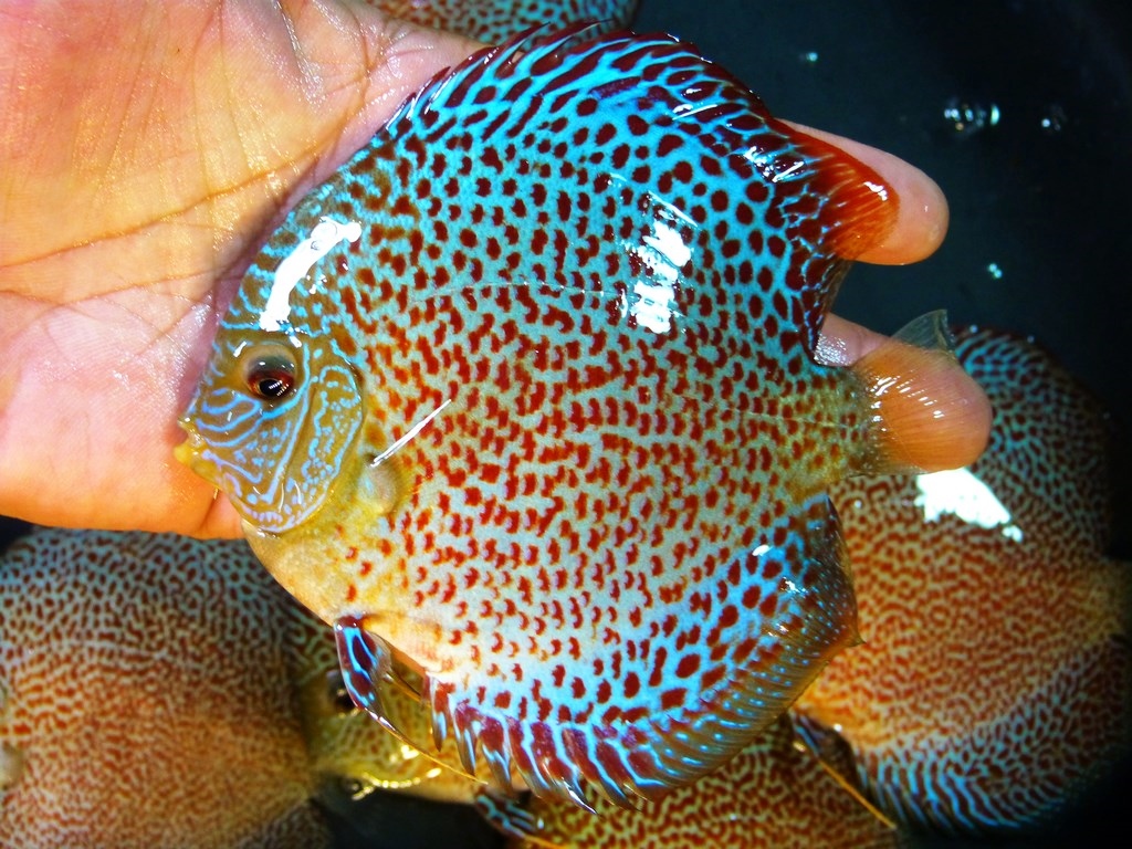 Super Eruption Discus, Blue Base | Discus.com