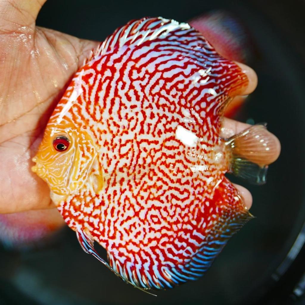 High Bodied Red Pigeon Snakeskin Discus | Discus.com