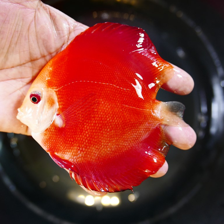 red dimond discus