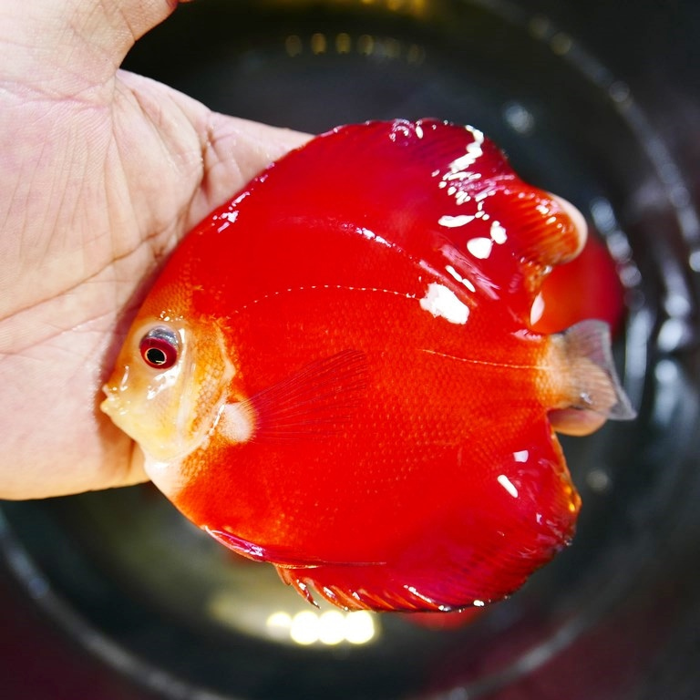 Classic Red Diamond Discus | Discus.com