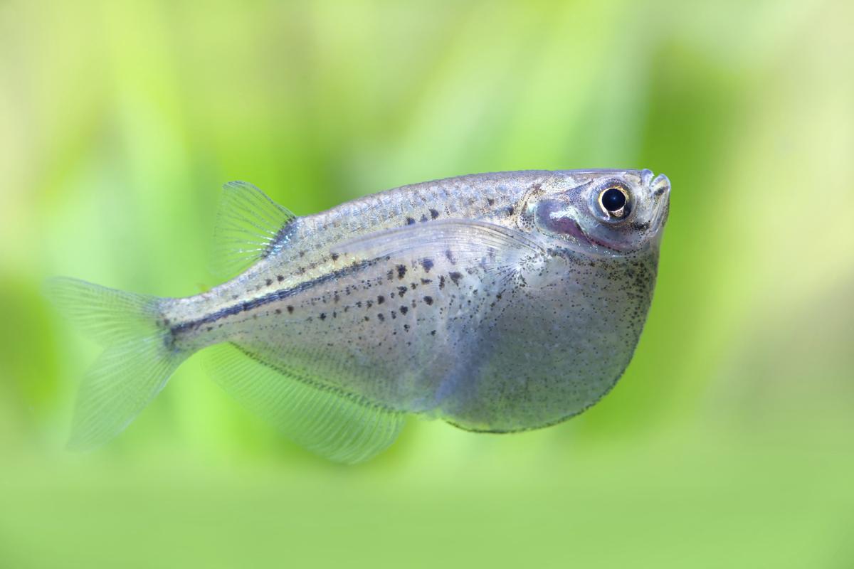 Silver Hatchet Fish | Discus.com