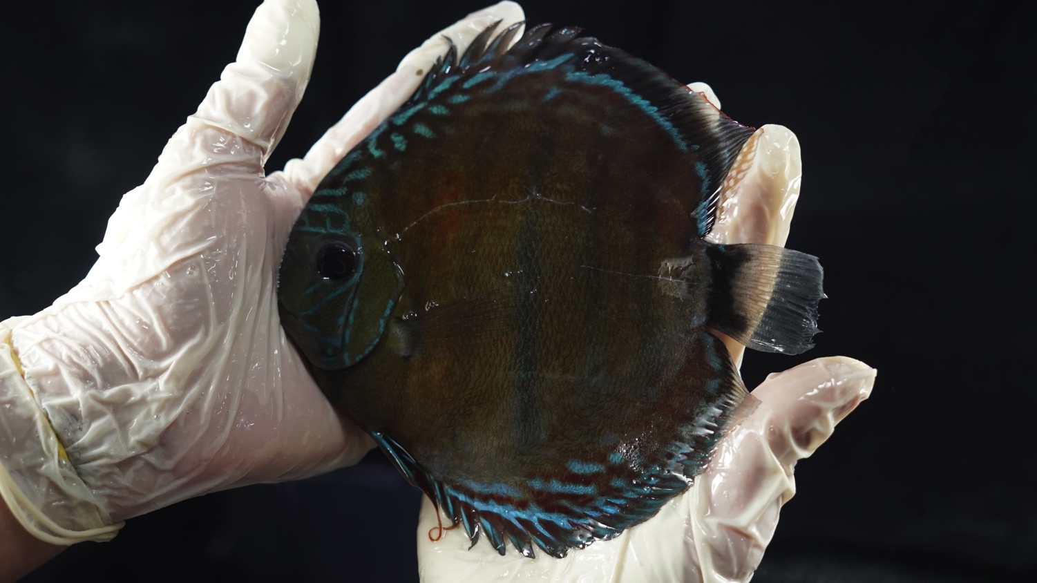 Wild-Caught Red Ica Discus, Dark Base | Discus.com
