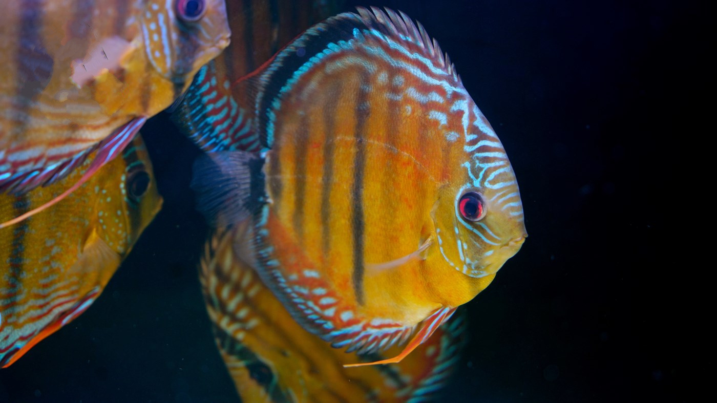 Wild-Caught Red Ica Discus, Dark Base | Discus.com