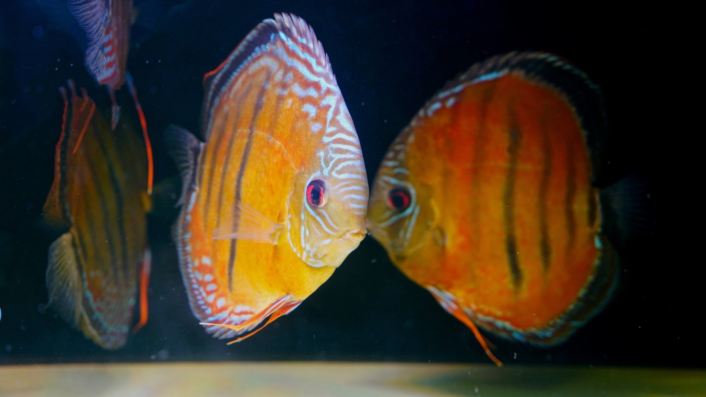 Wild-Caught Red Ica Discus, Dark Base | Discus.com