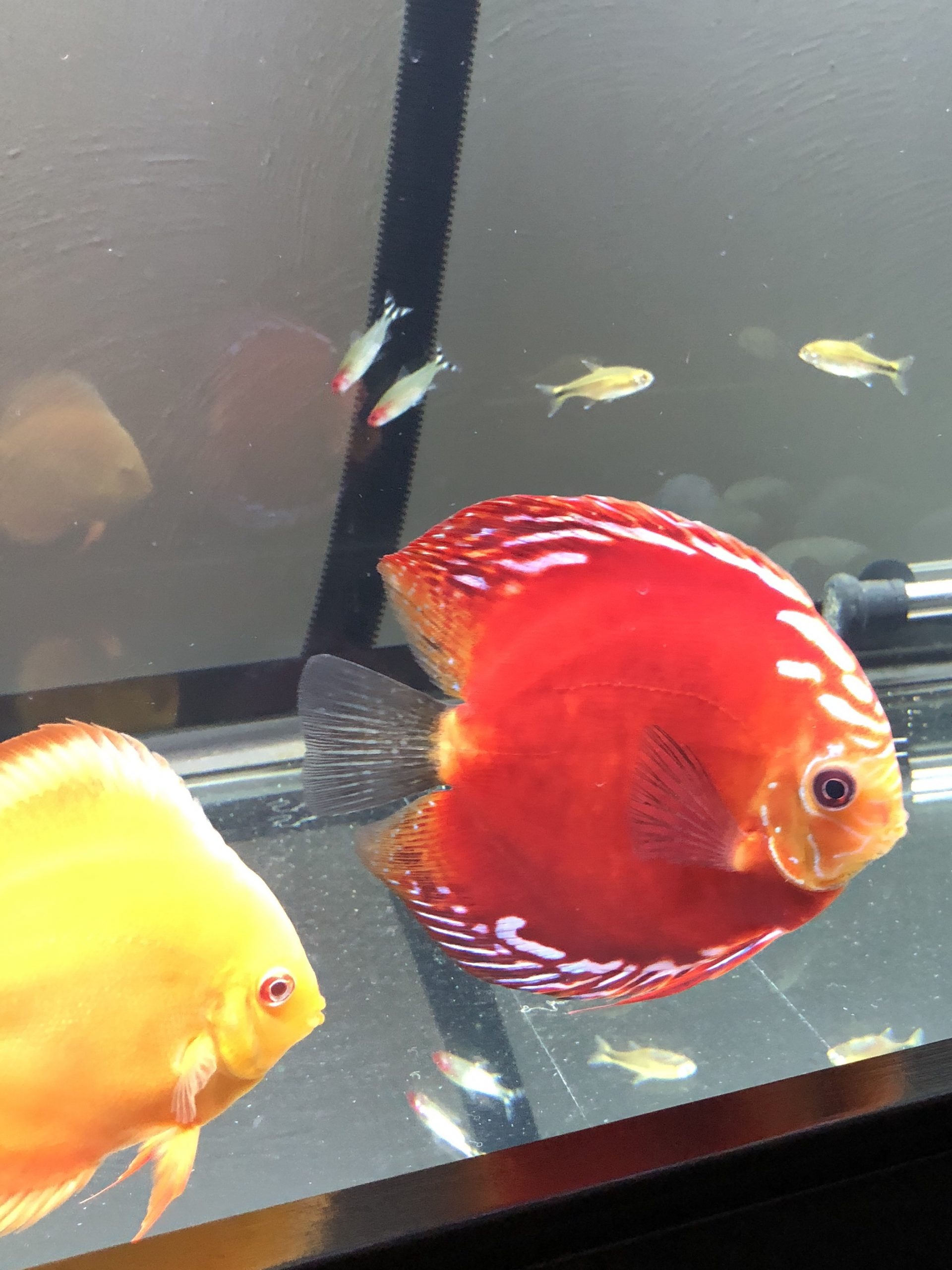 Rafflesia Cross Discus | Discus.com