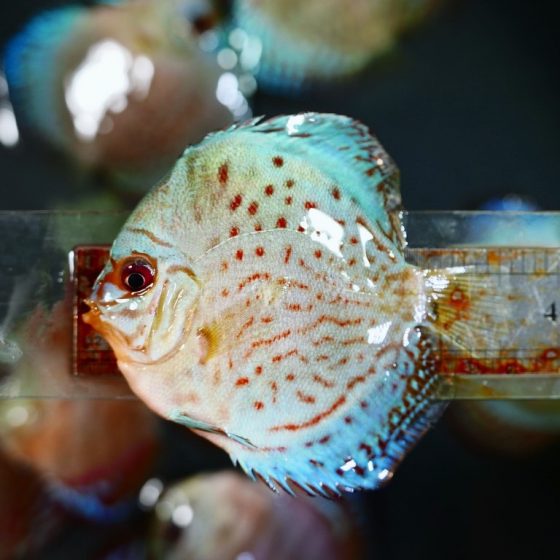 Striated Sapphire Ruby Discus, Dark Base | Discus.com