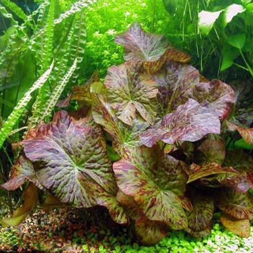 Tiger Lotus Aquarium Plant Red Tiger Lotus (Nymphaea Zenkeri） For