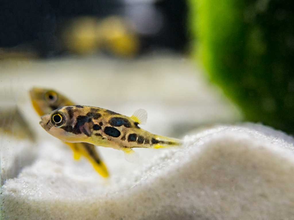 Pea Puffer - 8 pack | Discus.com