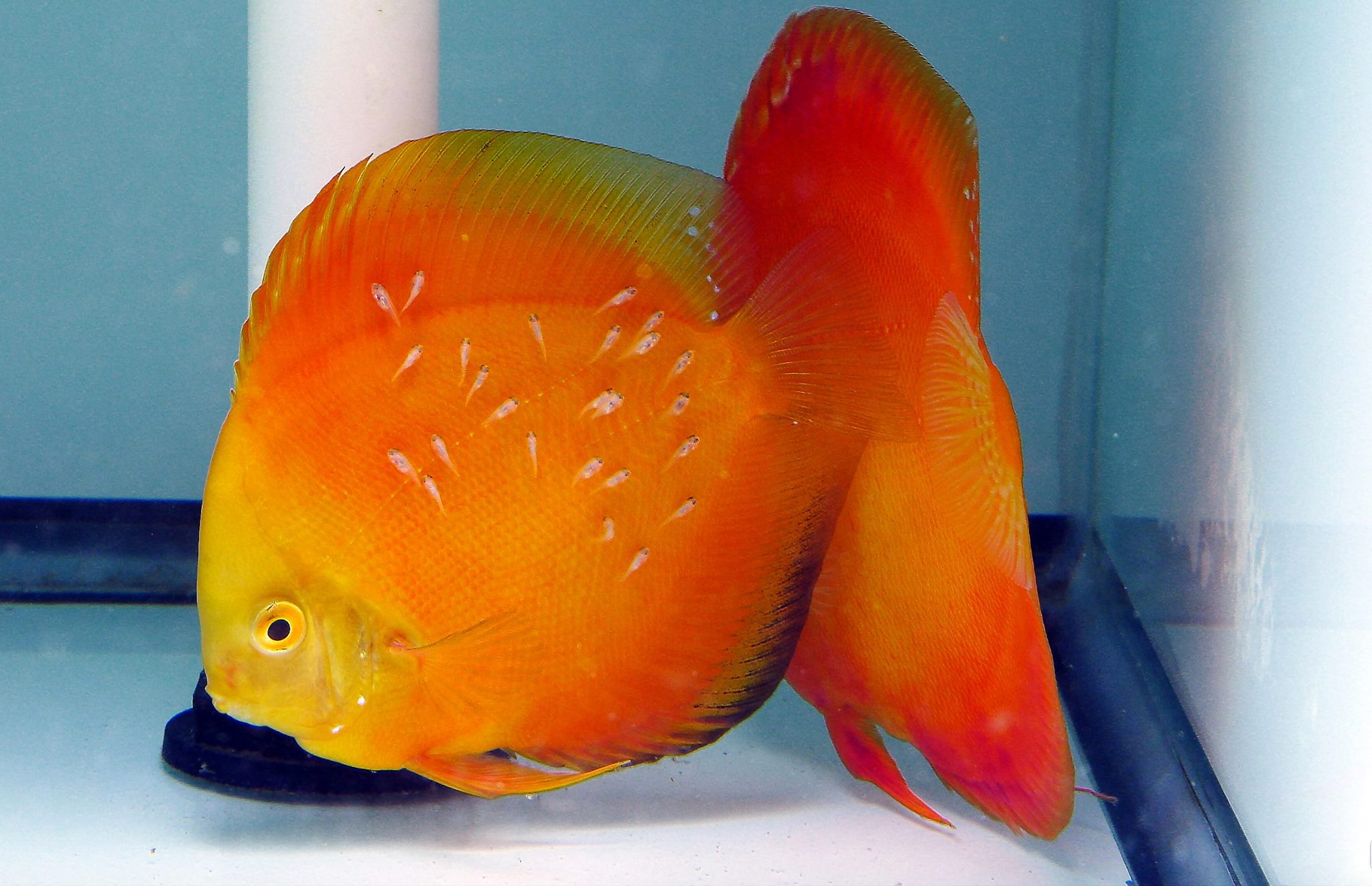 Red Diamond Discus, Proven Breeding Pair | Discus.com