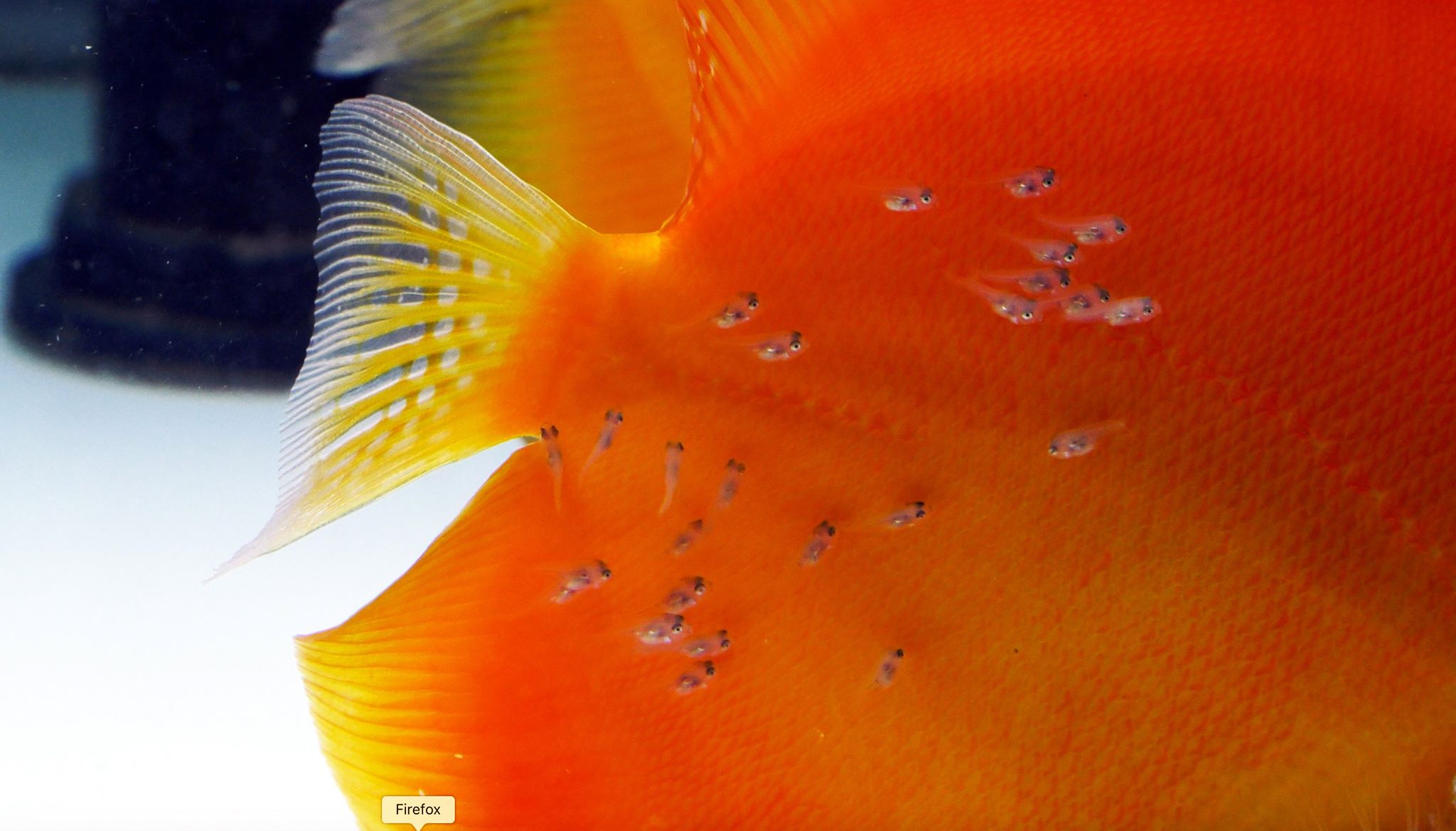 Red Diamond Discus, Proven Breeding Pair | Discus.com