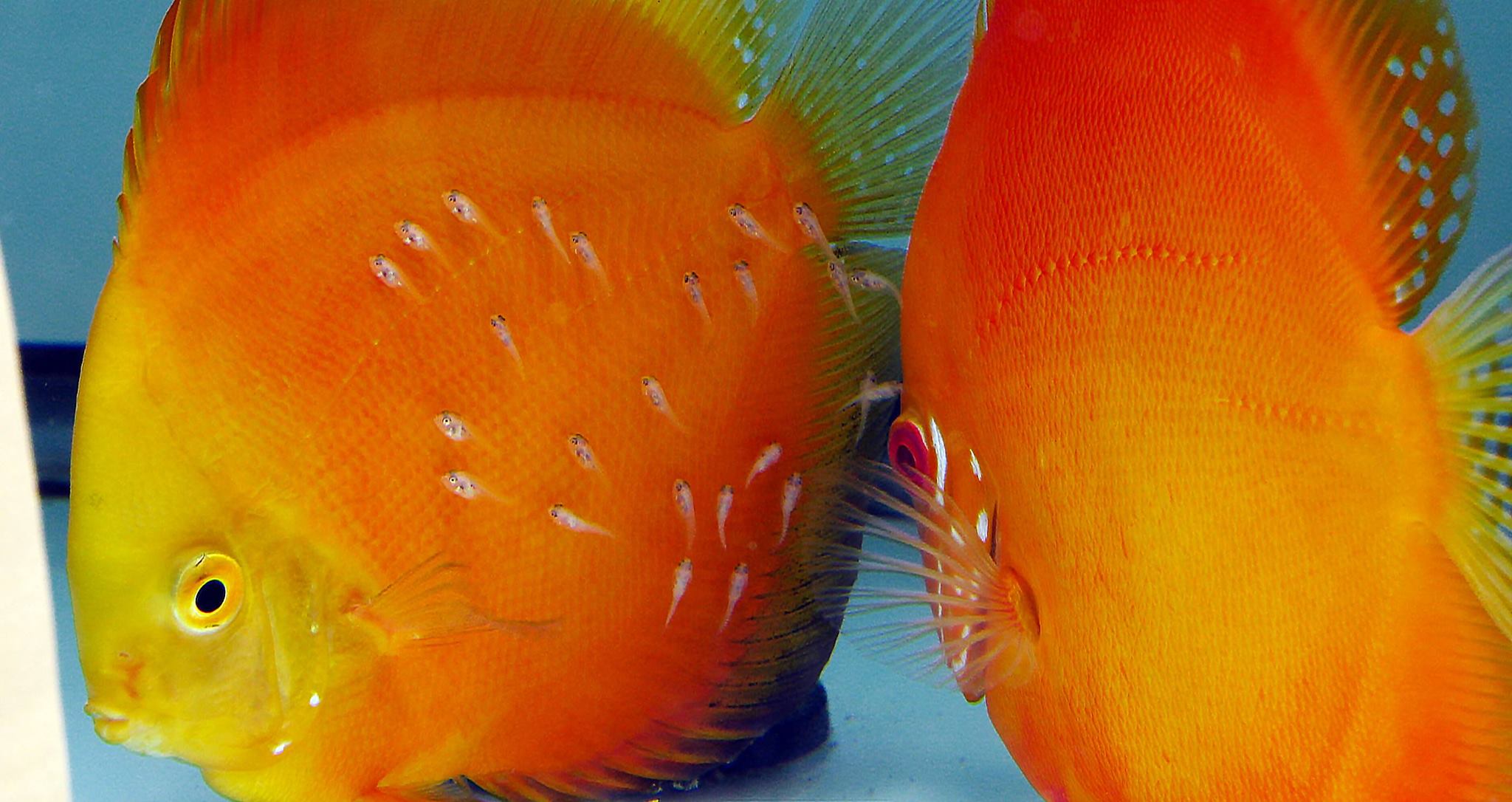 Red Diamond Discus, Proven Breeding Pair | Discus.com