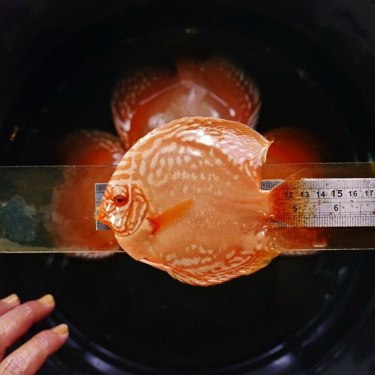 Albino Red Alenquer Discus, Uniform Pattern – Discus.com