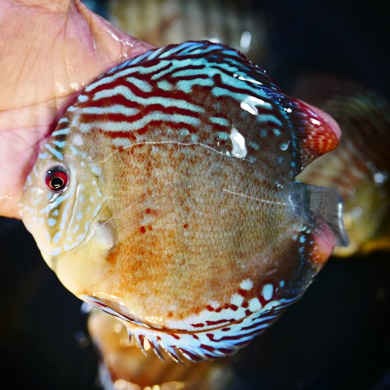 Royal Blue Turquoise Cross Discus | Discus.com