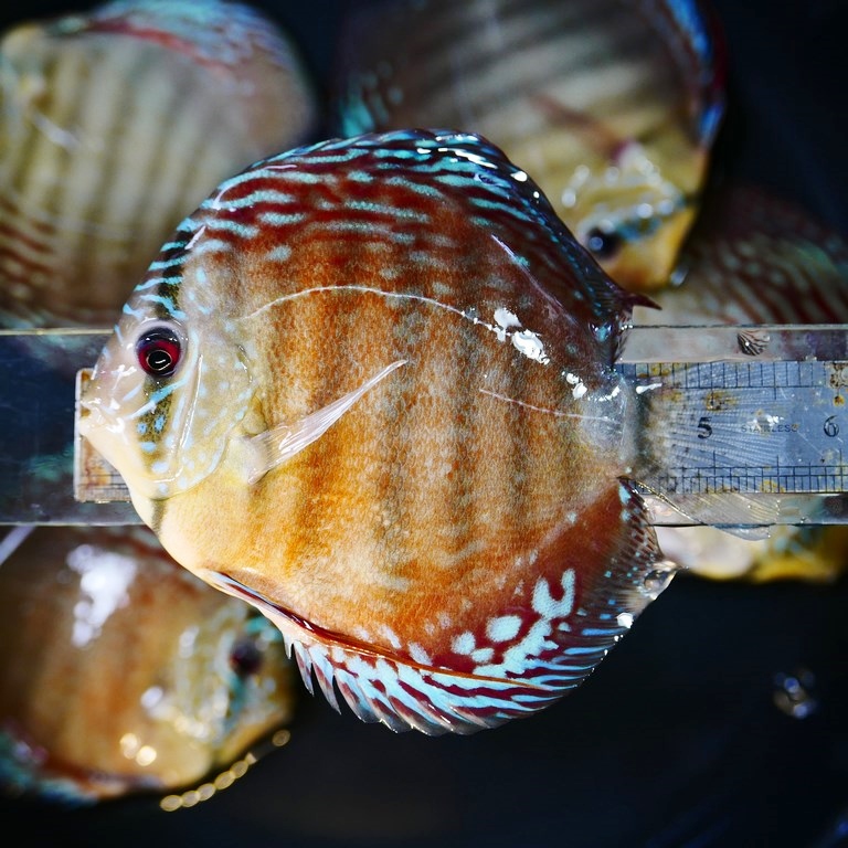 Royal Blue Turquoise Cross Discus | Discus.com