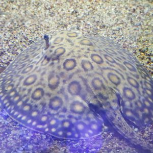 Stingrays | Discus.com