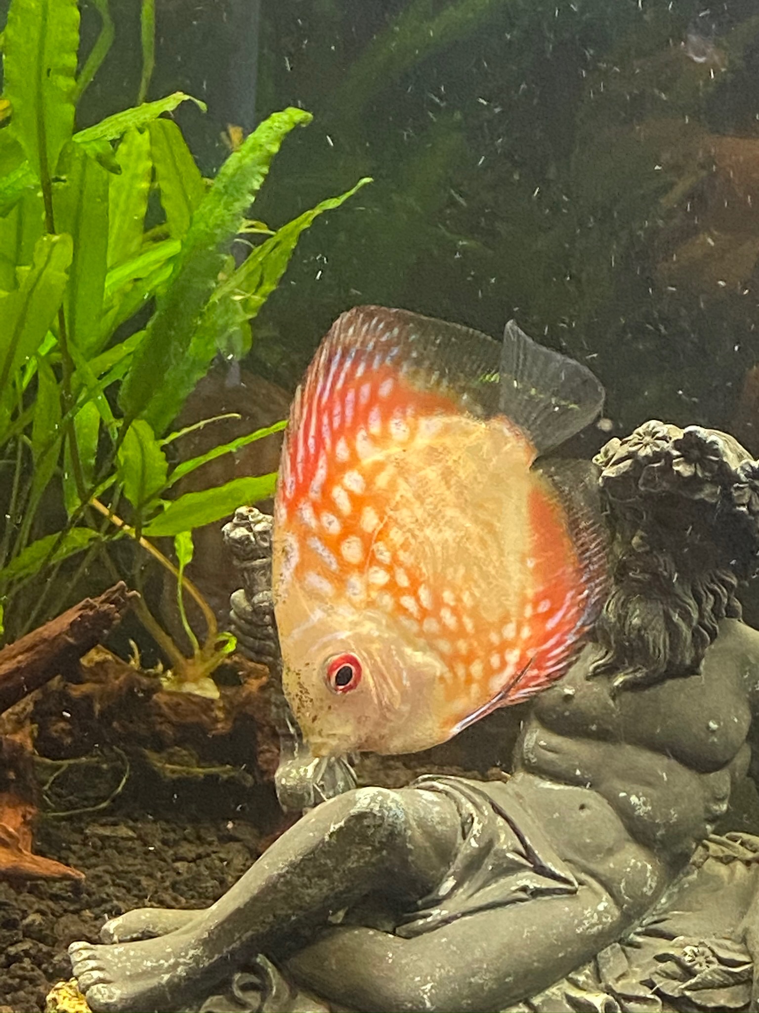 High Bodied Checkerboard Pigeon Discus | Discus.com