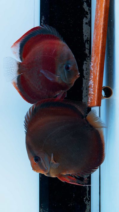Red Cover Discus, Proven Breeding Pair | Discus.com