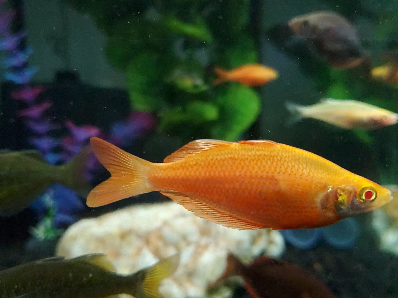 Albino Rainbow Fish | Discus.com