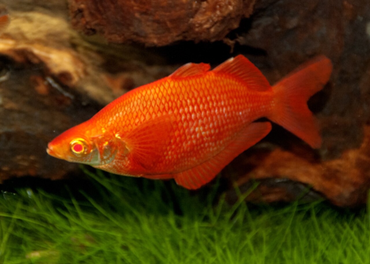 Albino Rainbow Fish | Discus.com