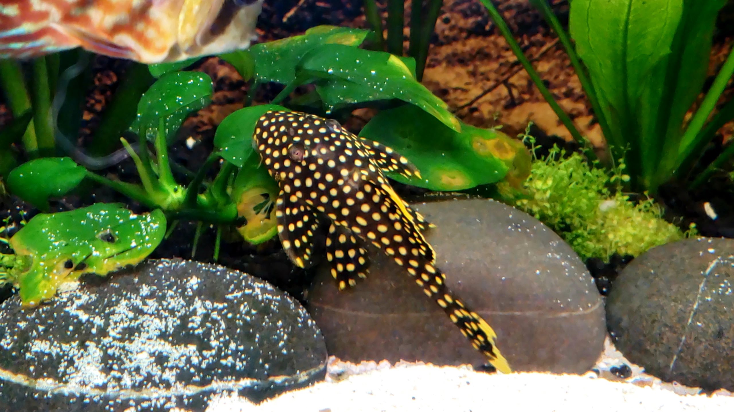 Gold Nugget Plecostomus | Discus.com