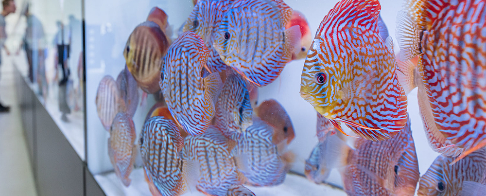 Discus Fish For Sale: Hybrid & Wild Strains | Discus.com