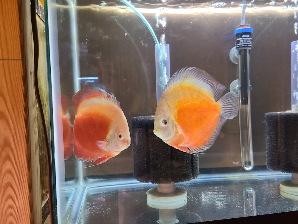 Valentine Discus, Proven Breeding Pair | Discus.com