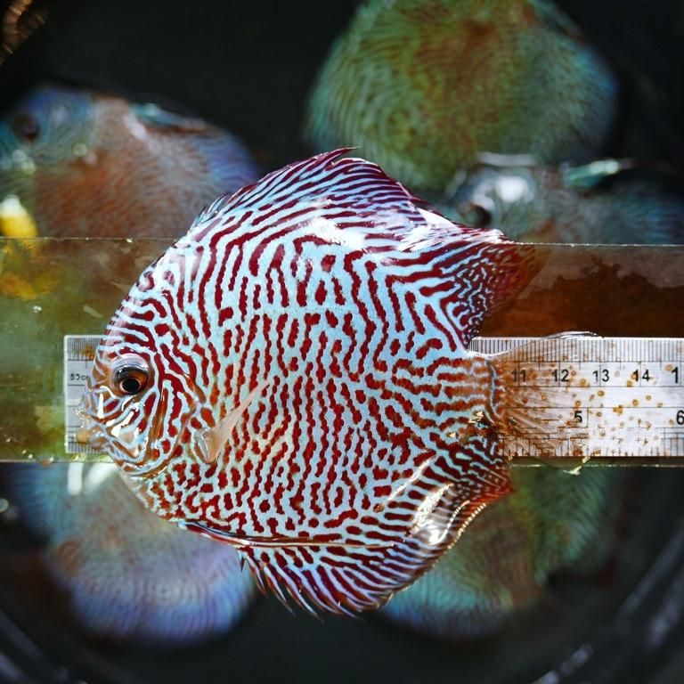 Blue Tiger Snakeskin Discus | Discus.com