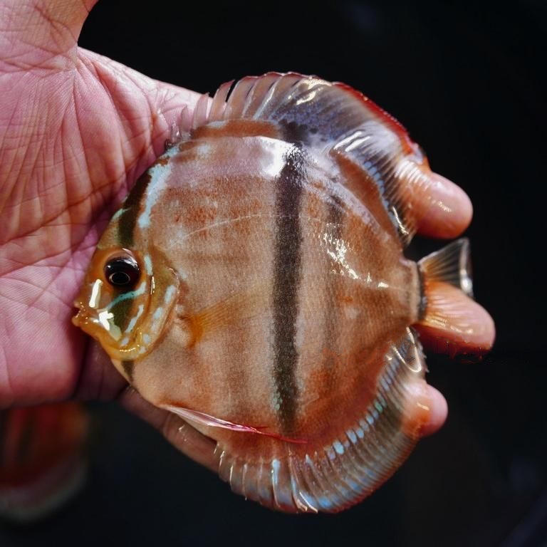 Ica Heckel Cross, Red Base | Discus.com