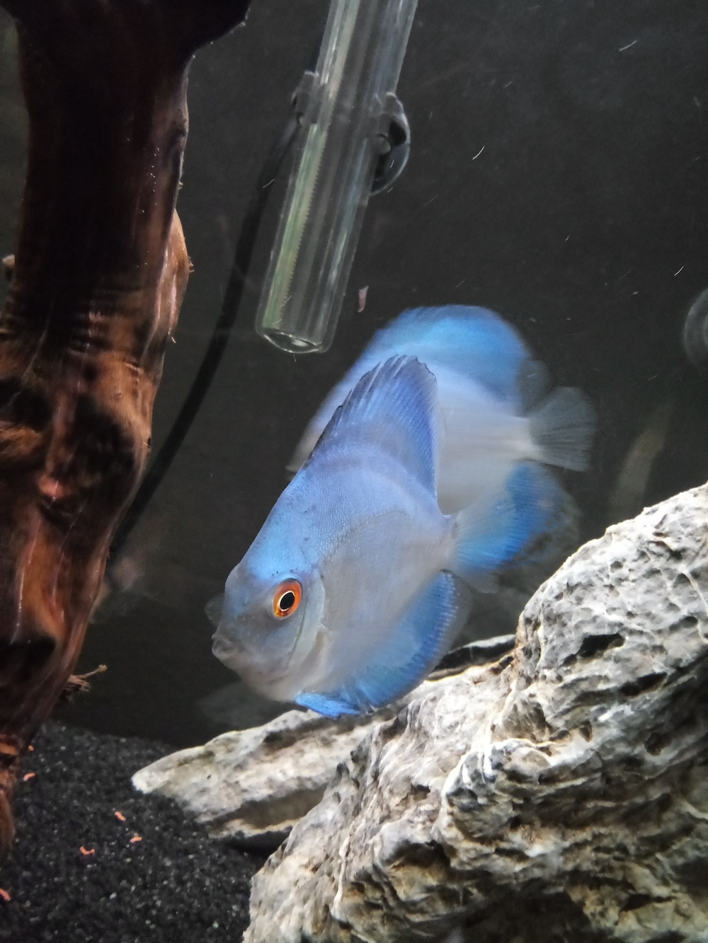 Neon Sapphire Discus | Discus.com