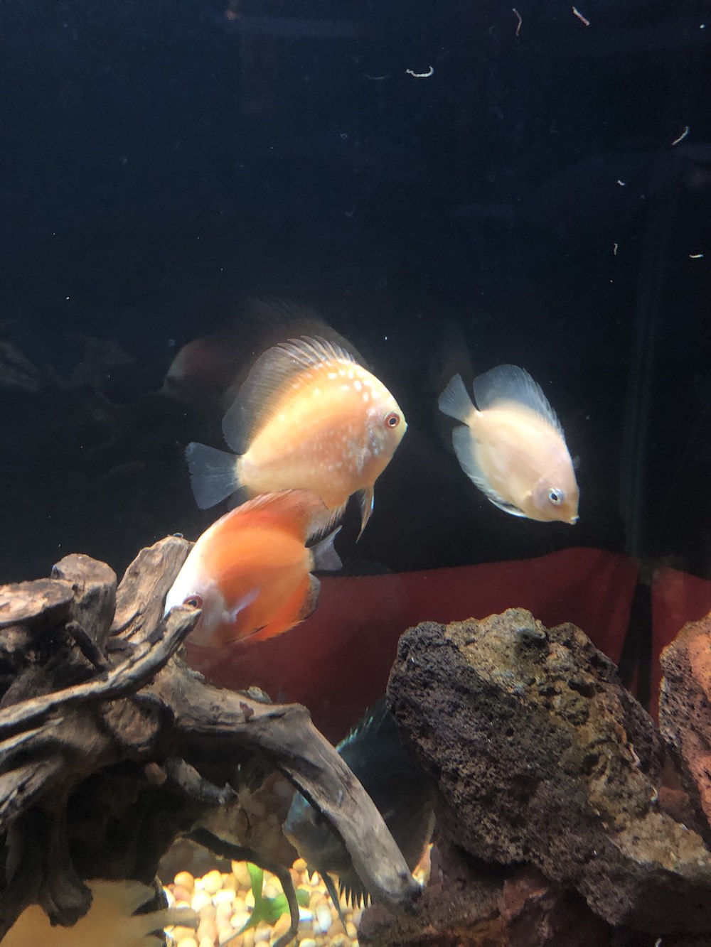 Snow White Discus | Discus.com