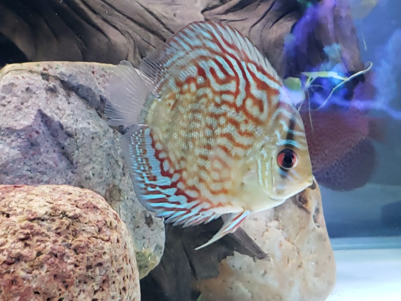 Brilliant Blue Turquoise Discus, Green Base | Discus.com