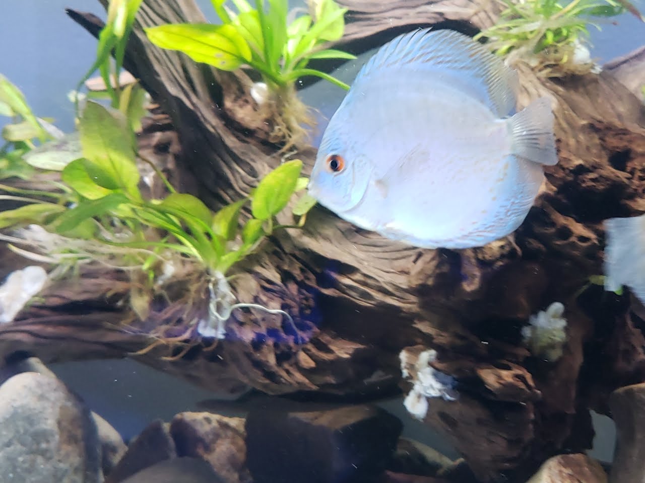 Neon Sapphire Discus | Discus.com