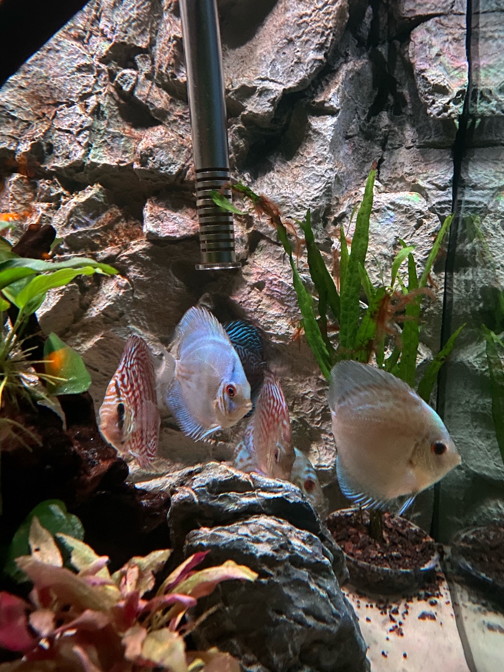Classic Blue Scorpion Discus | Discus.com