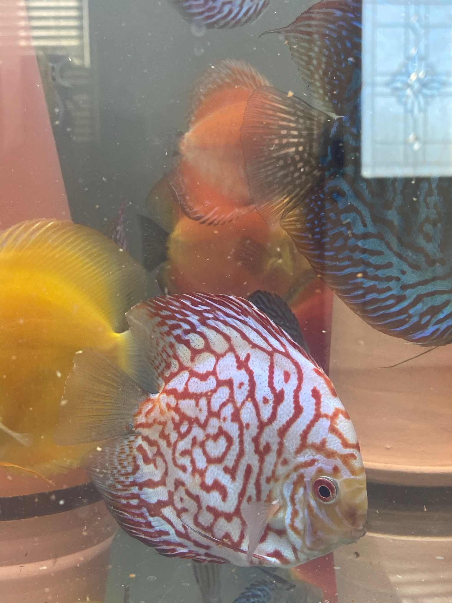 Classic Pigeon Blood Discus | Discus.com