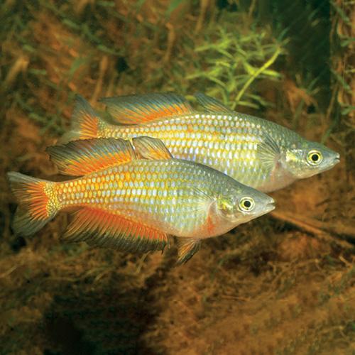 Parkinsoni Rainbow Fish | Discus.com