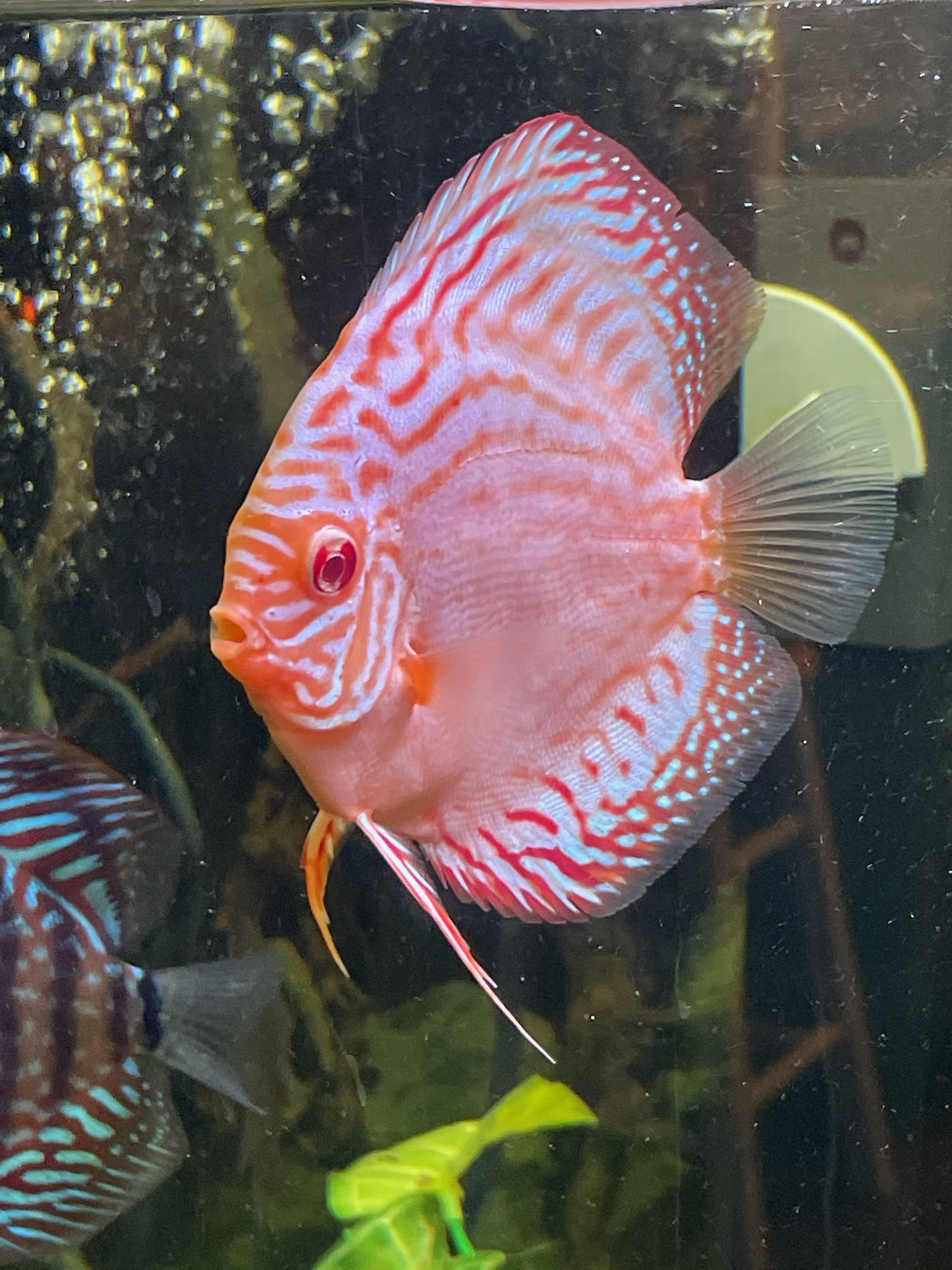 Albino Golden Discus, Light Base | Discus.com