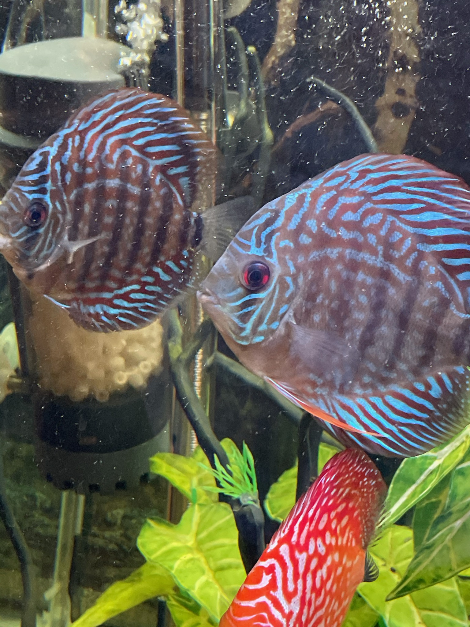 Golden Pigeon Leopard Discus, White Base | Discus.com