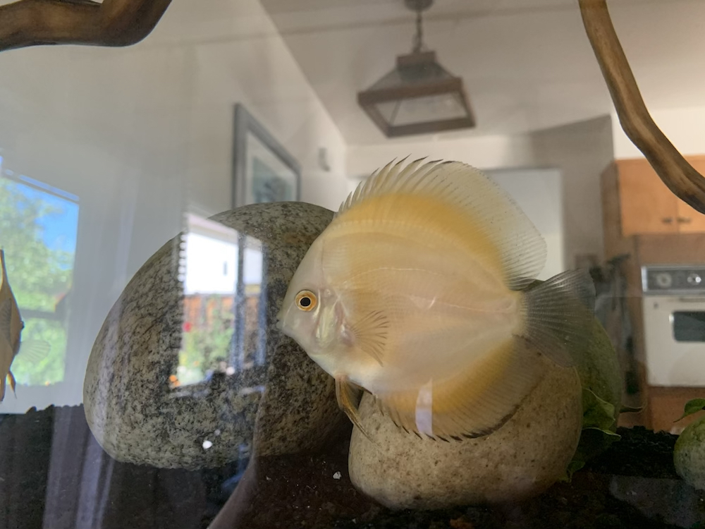 Golden Lollipop Discus | Discus.com