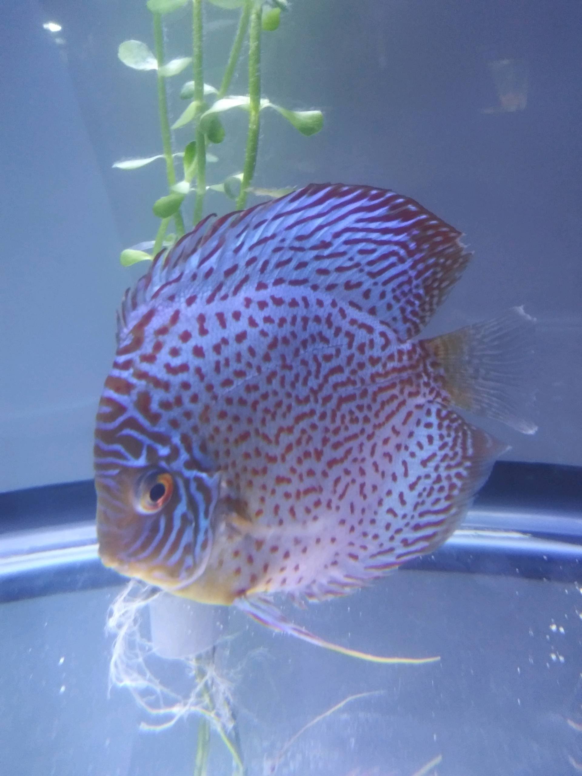Blue Mosaic Leopard Discus, Proven Breeding Pair | Discus.com
