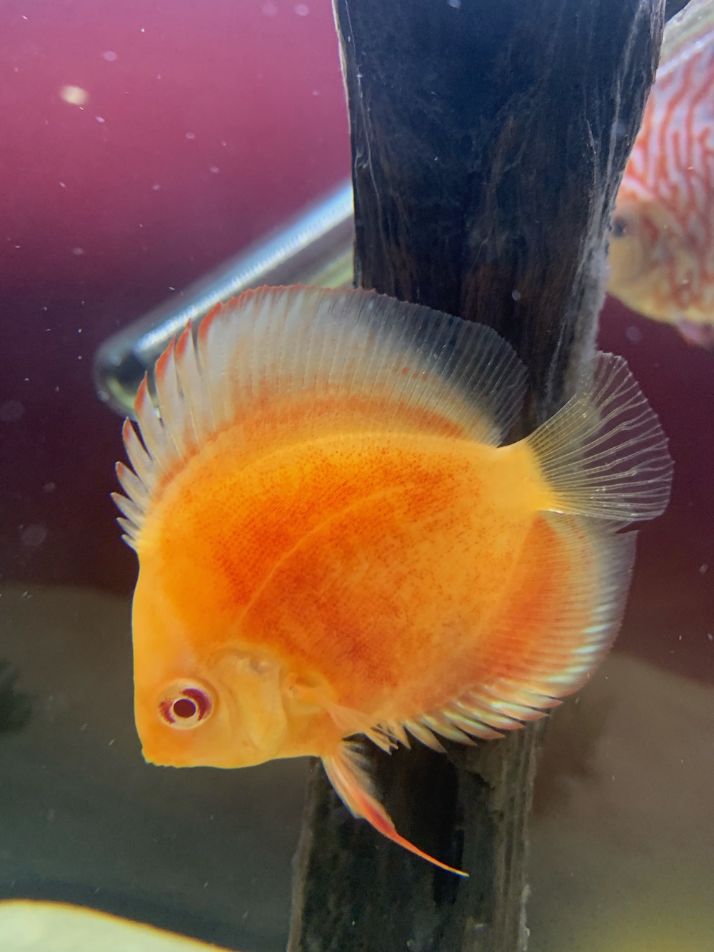 Albino Red Diamond Discus | Discus.com