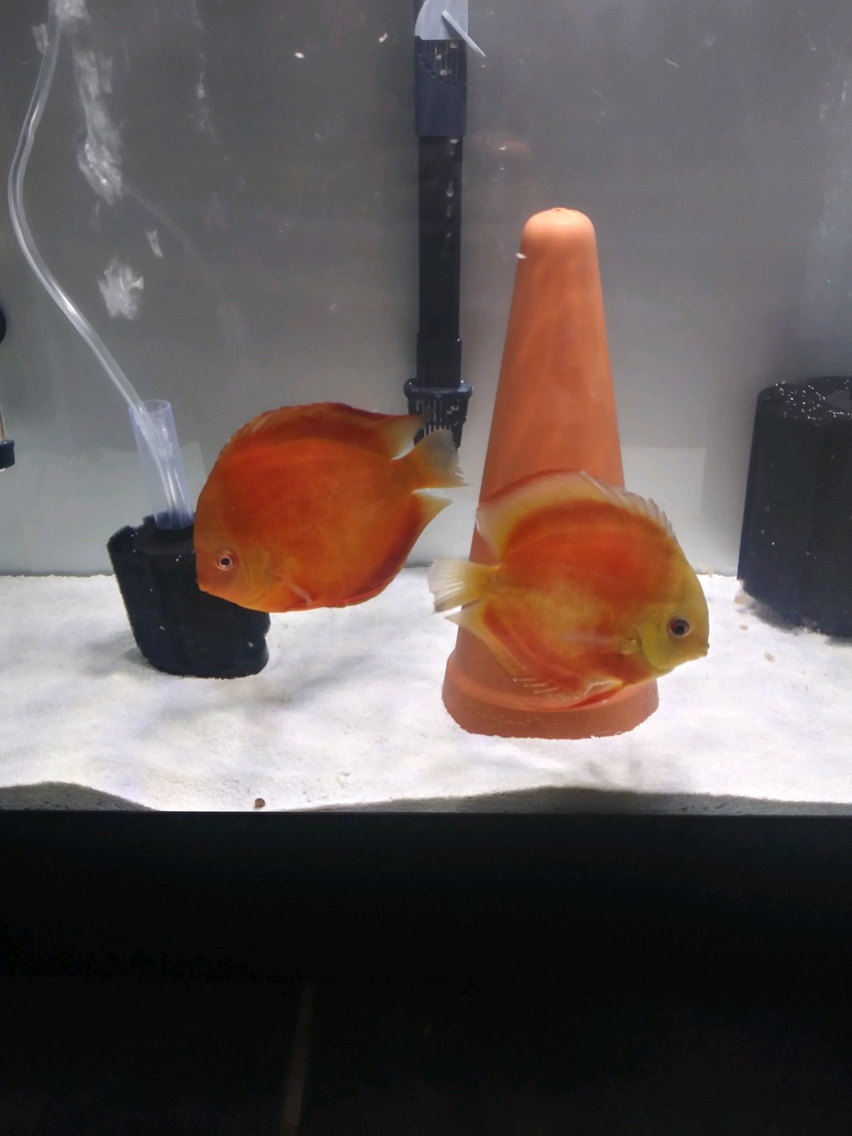 Red Cover Discus, Proven Breeding Pair | Discus.com