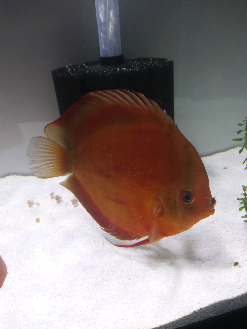 Red Cover Discus, Proven Breeding Pair | Discus.com