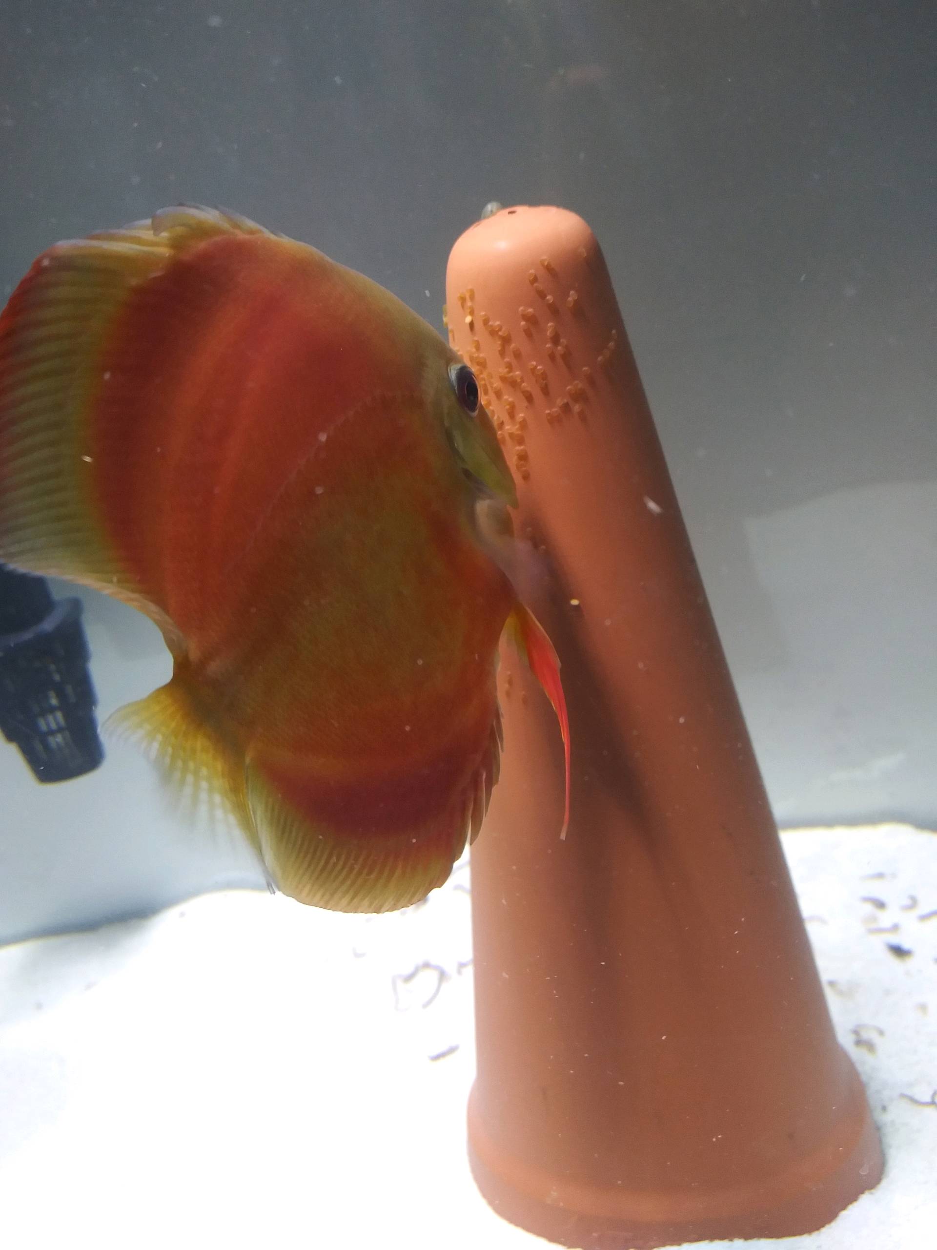 Red Cover Discus, Proven Breeding Pair | Discus.com